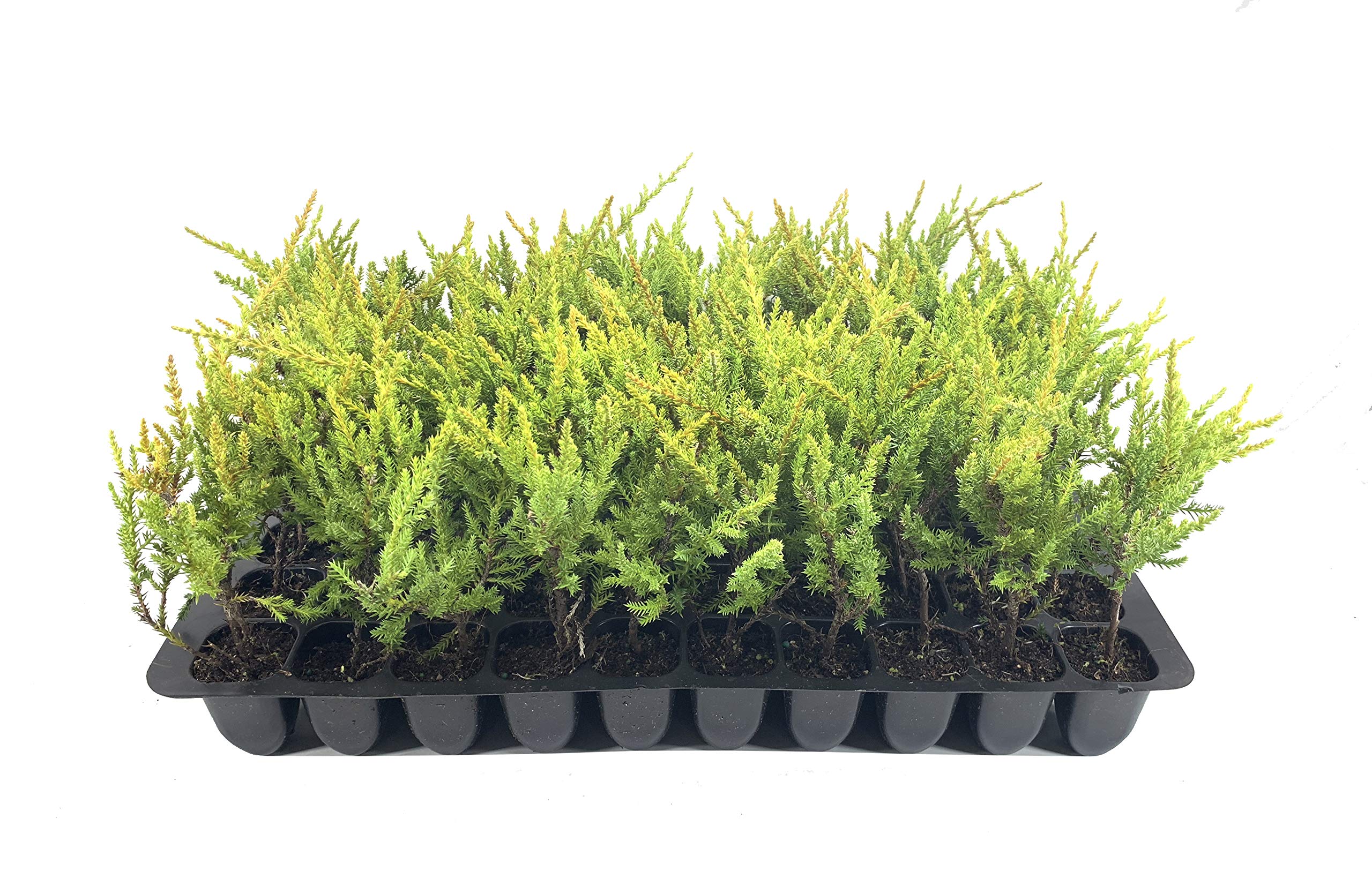 Amazon.com : Gold Star Juniper - 10 Live Plants - Juniperus Chinensis ...