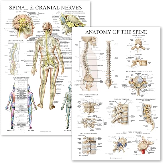 Amazon.com: 2 Pack: Spinal and Cranial Nerves + Anatomy of the Spine ...