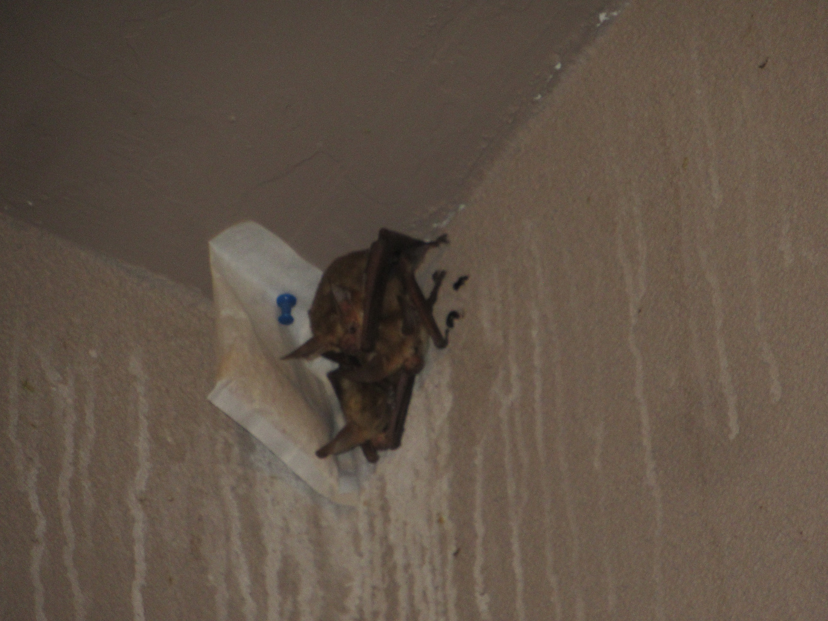 Amazon.com: Bat Magic Bat Repellent2 : Patio, Lawn & Garden