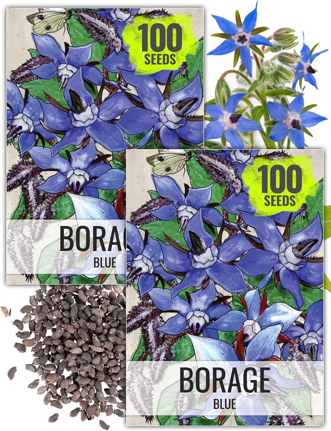 Amazon.com : Seed Needs Borage Seeds for Planting Blue Star Flowers ...