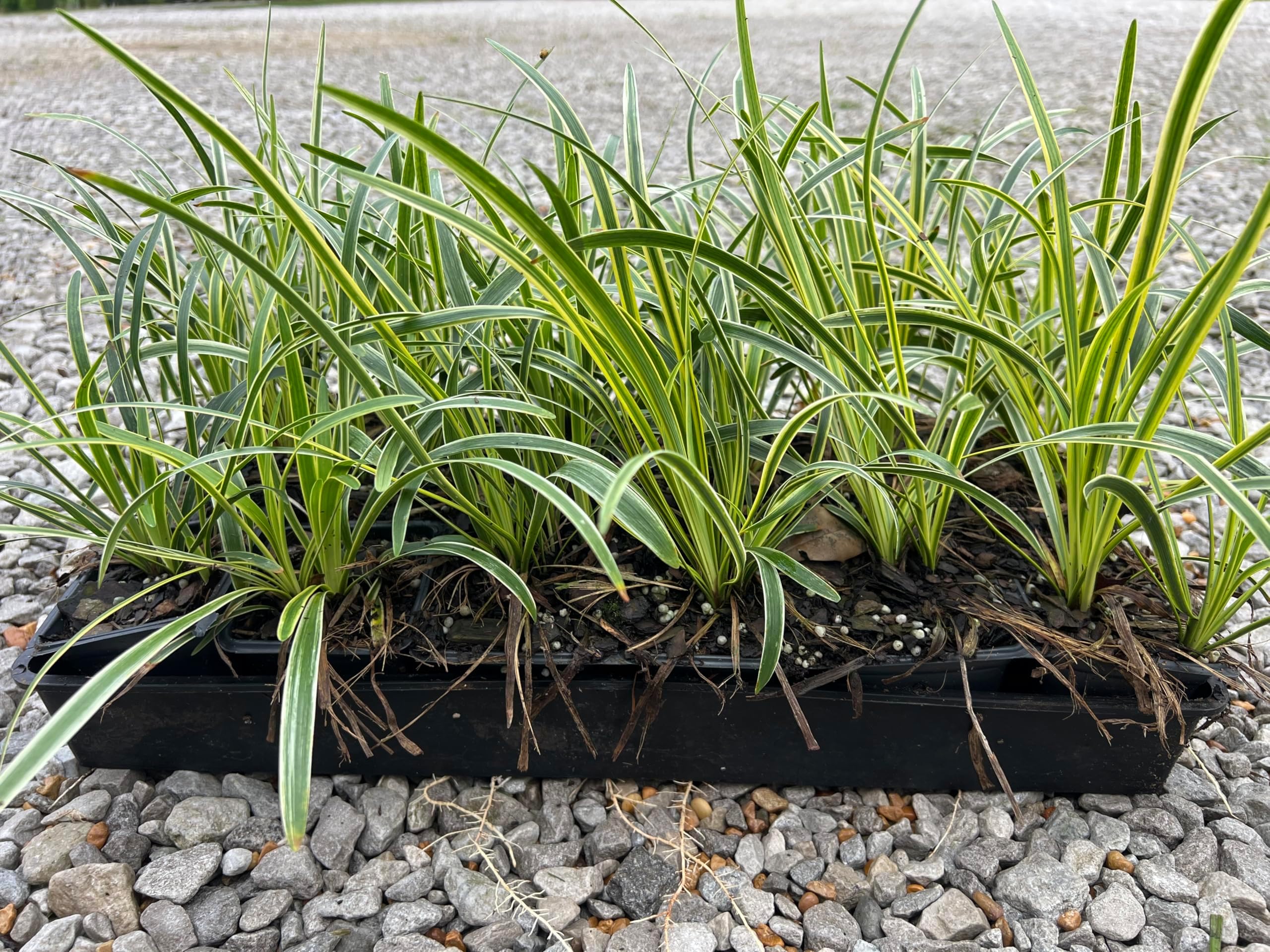 Amazon.com : GARDENS OY VEY Four One Gallon Plants - Liriope ...