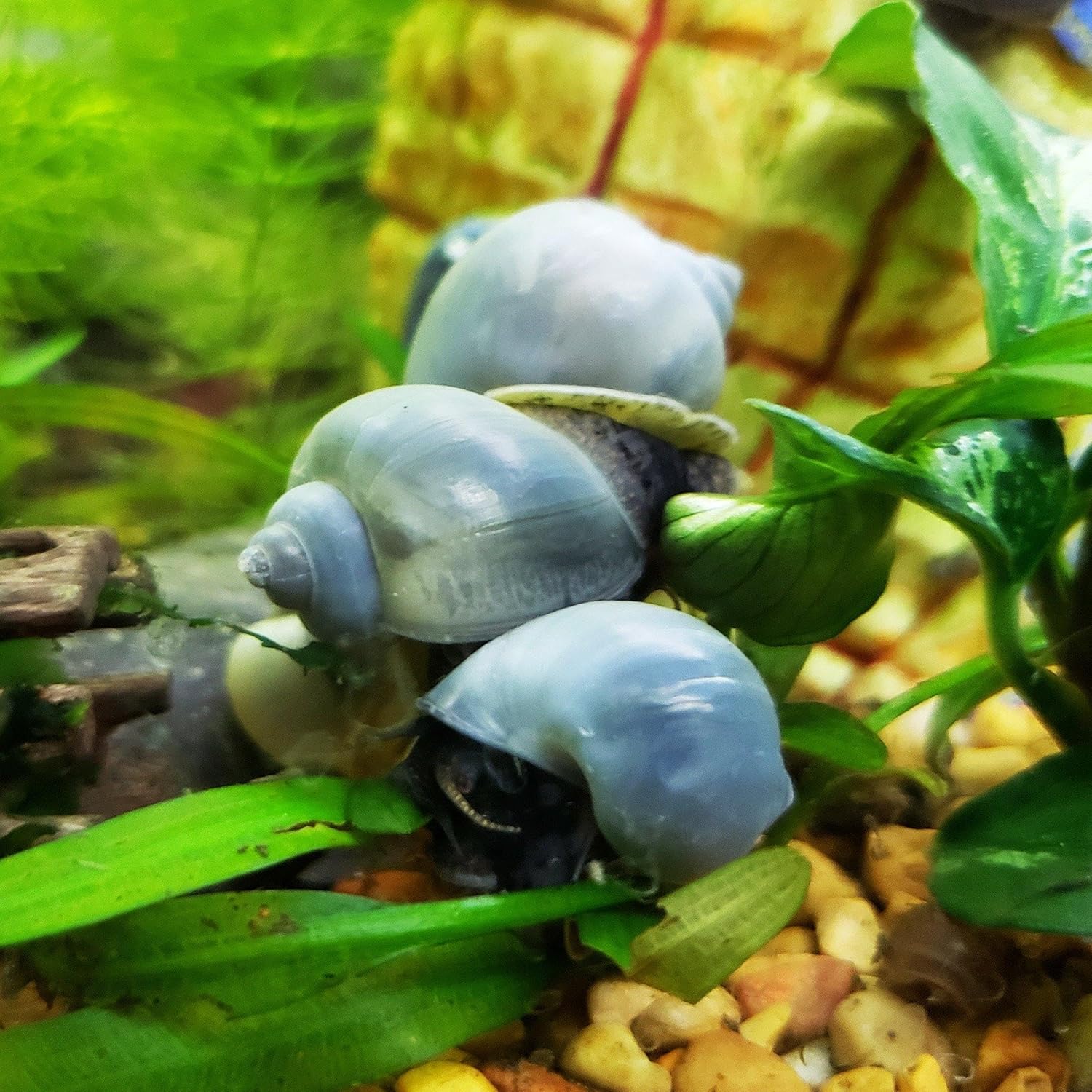 Amazon.com: Grey/Blue/Brown Mystery Snails x4 Plus 1 Free (Pomacea ...