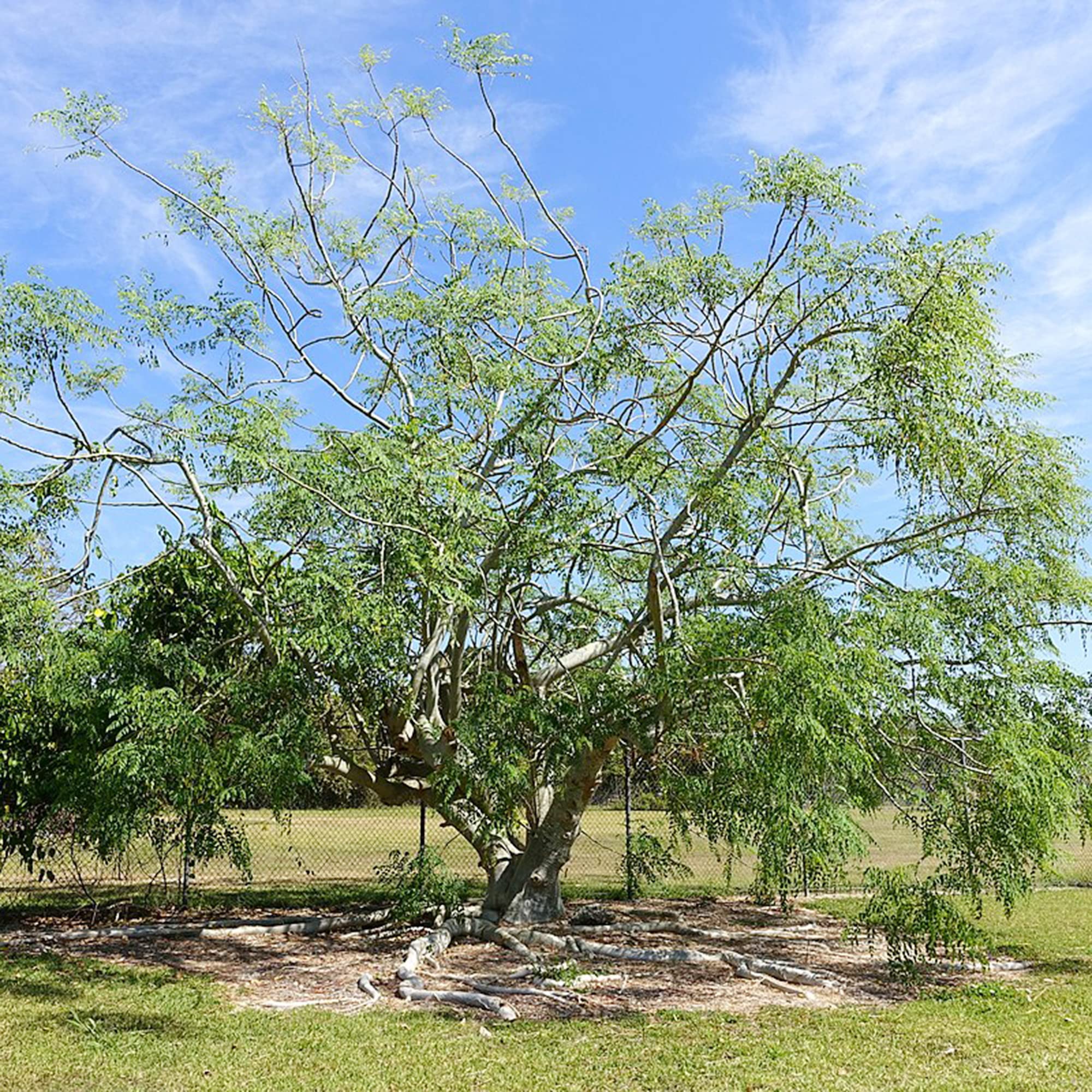 Amazon.com : QAUZUY GARDEN 10 Miracle Tree Seeds, Moringa Plant ...