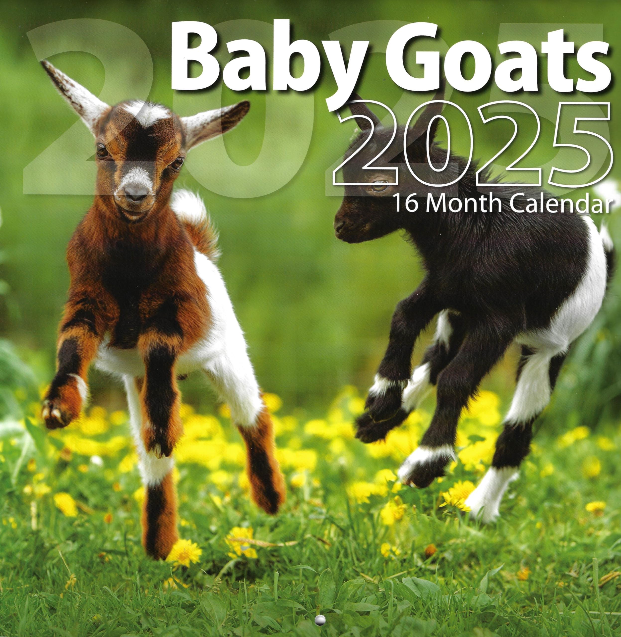 Amazon.com: Bachmann Press 2025 Baby Goats Full Size Wall Calendar for ...