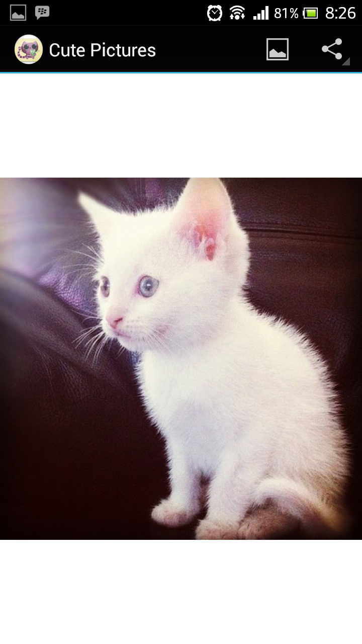 Meowie - Cute Cat Wallpapers - App on Amazon Appstore