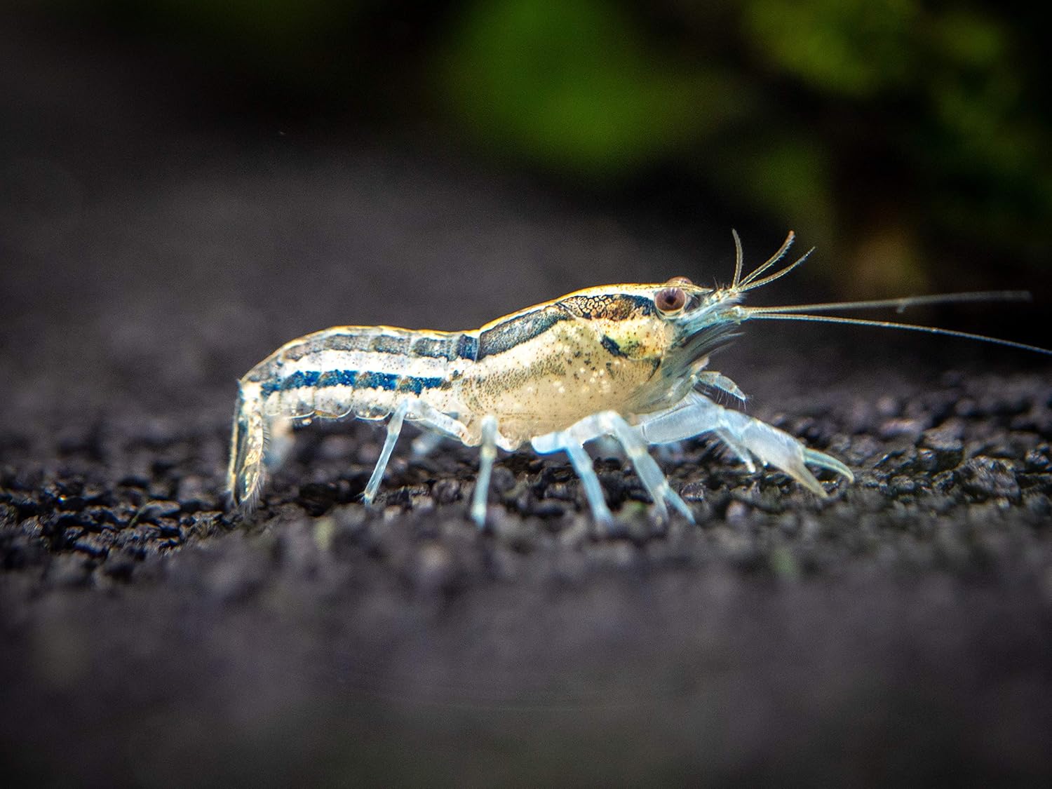 Amazon.com: Aquatic Arts 1 Live Blue Cajun Dwarf Crayfish (Female) Live ...