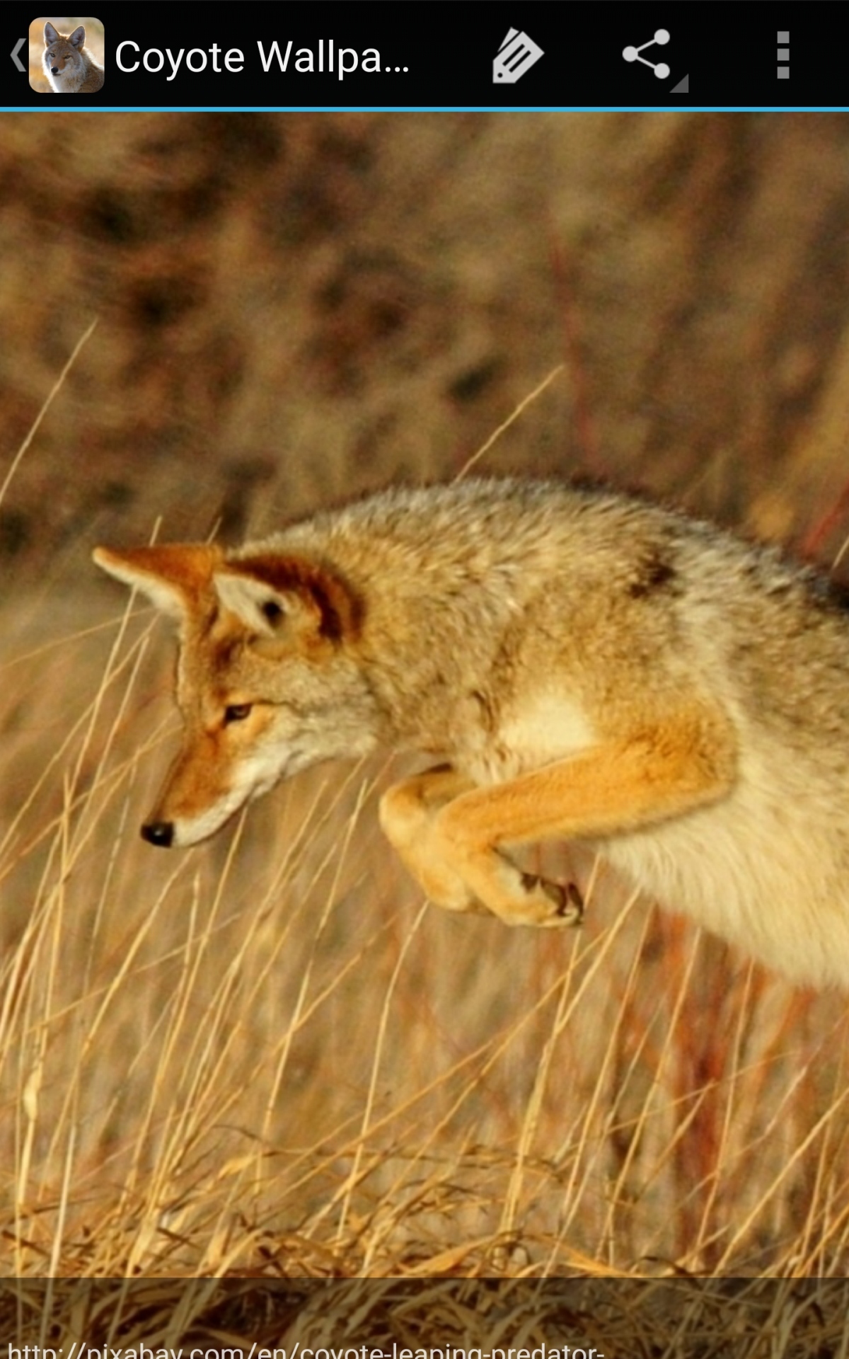 Coyote Wallpaper - App on Amazon Appstore