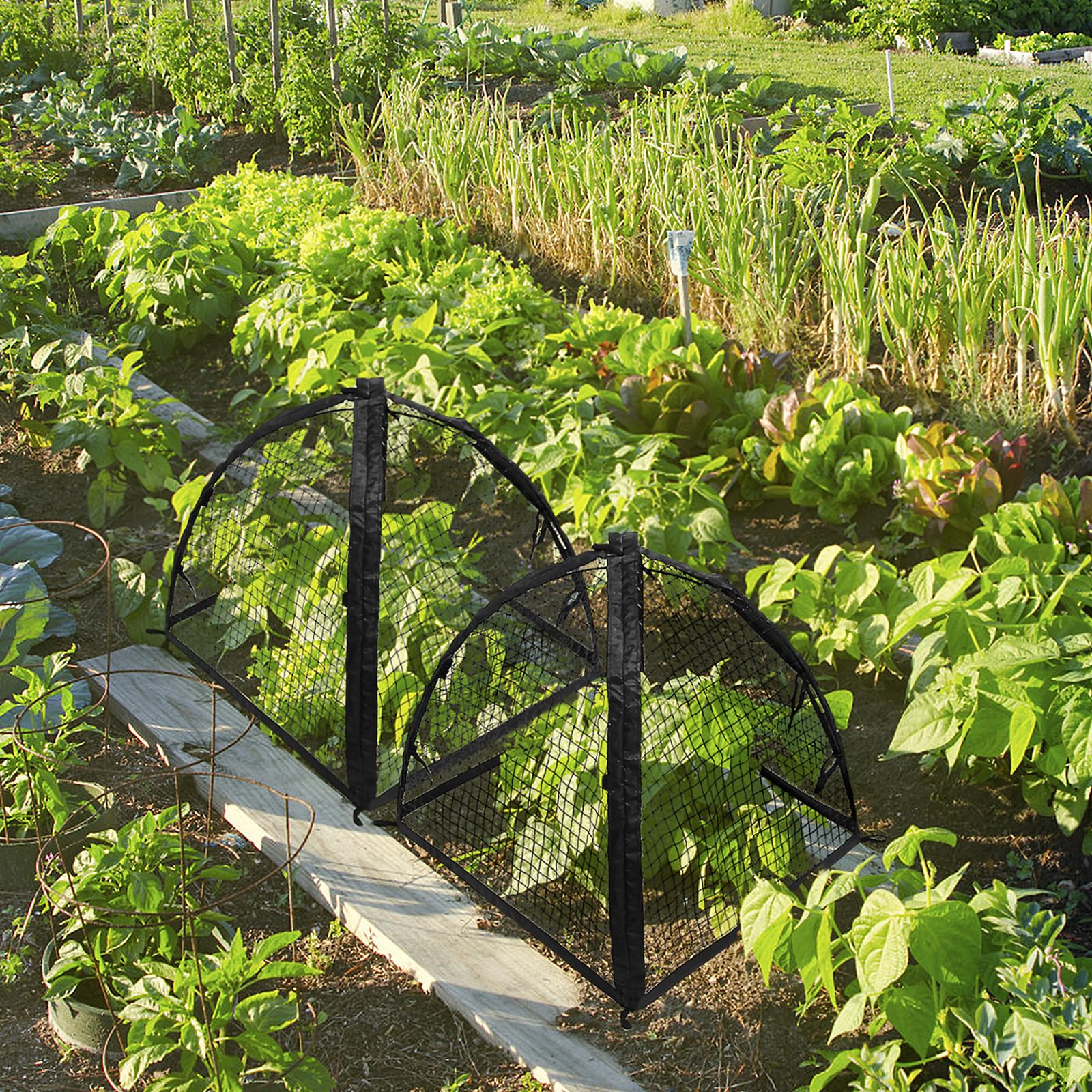 Strawberry Plant Protector,22 x22 x 22 Inch Cloche Dome for Plants ...