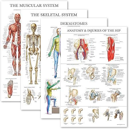Amazon.com: Palace Learning 4 Pack - Anatomical Poster Set - Laminated ...