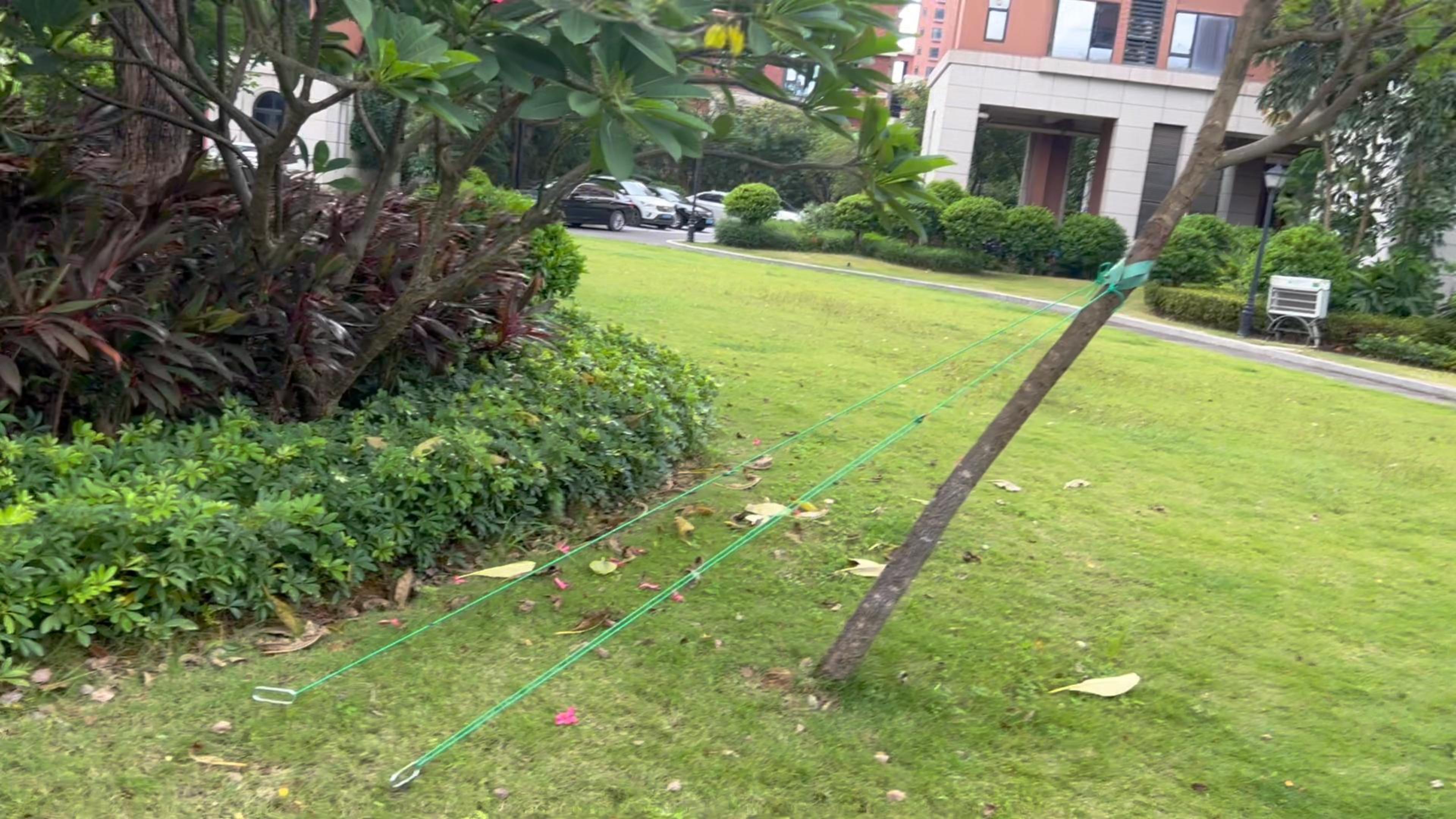 Watch Tree Stakes and Supports on Amazon Live