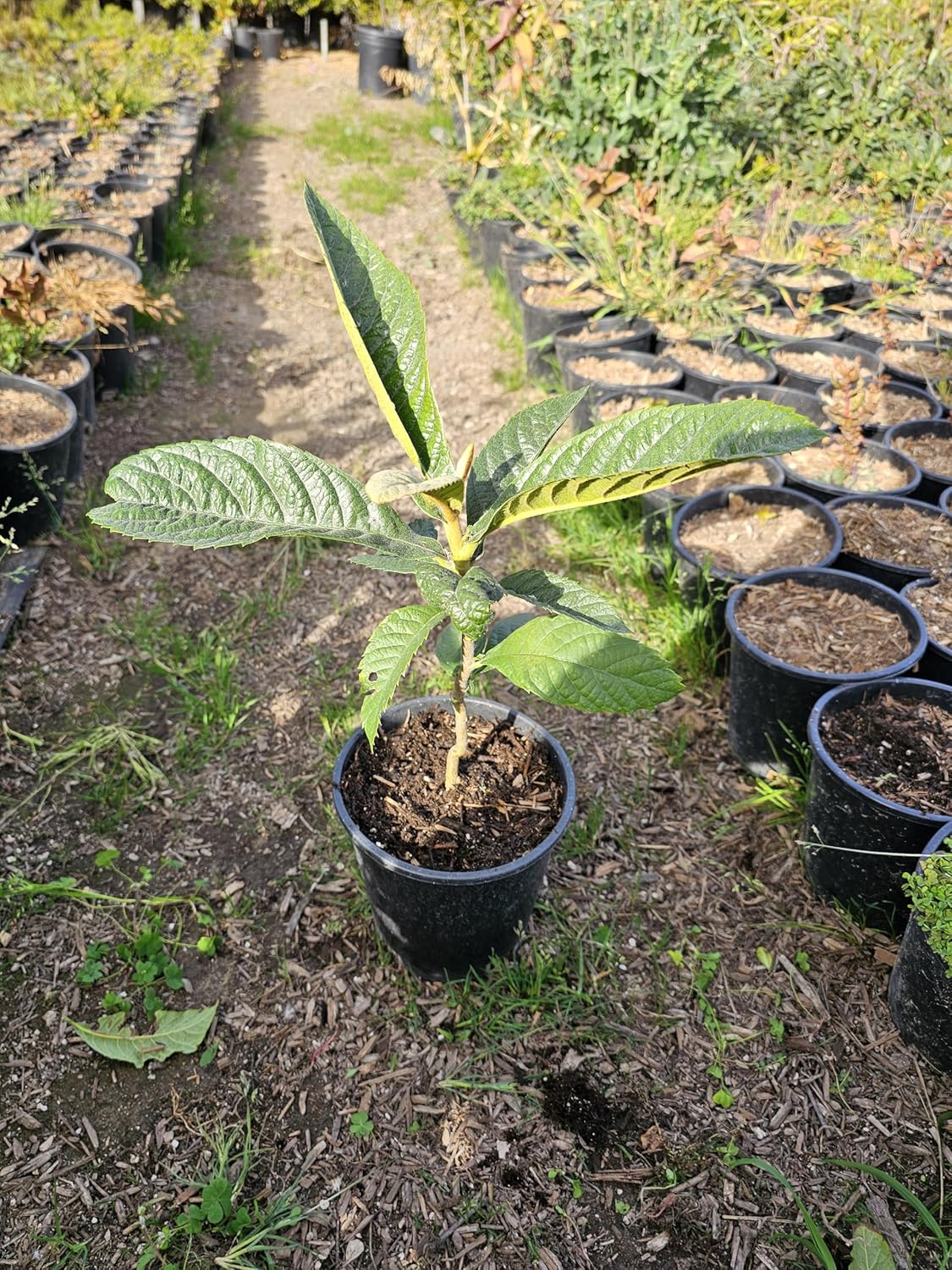 Amazon.com : Loquat Fruit Tree AKA Loquat, Japanese Plum (Loquad- Non ...