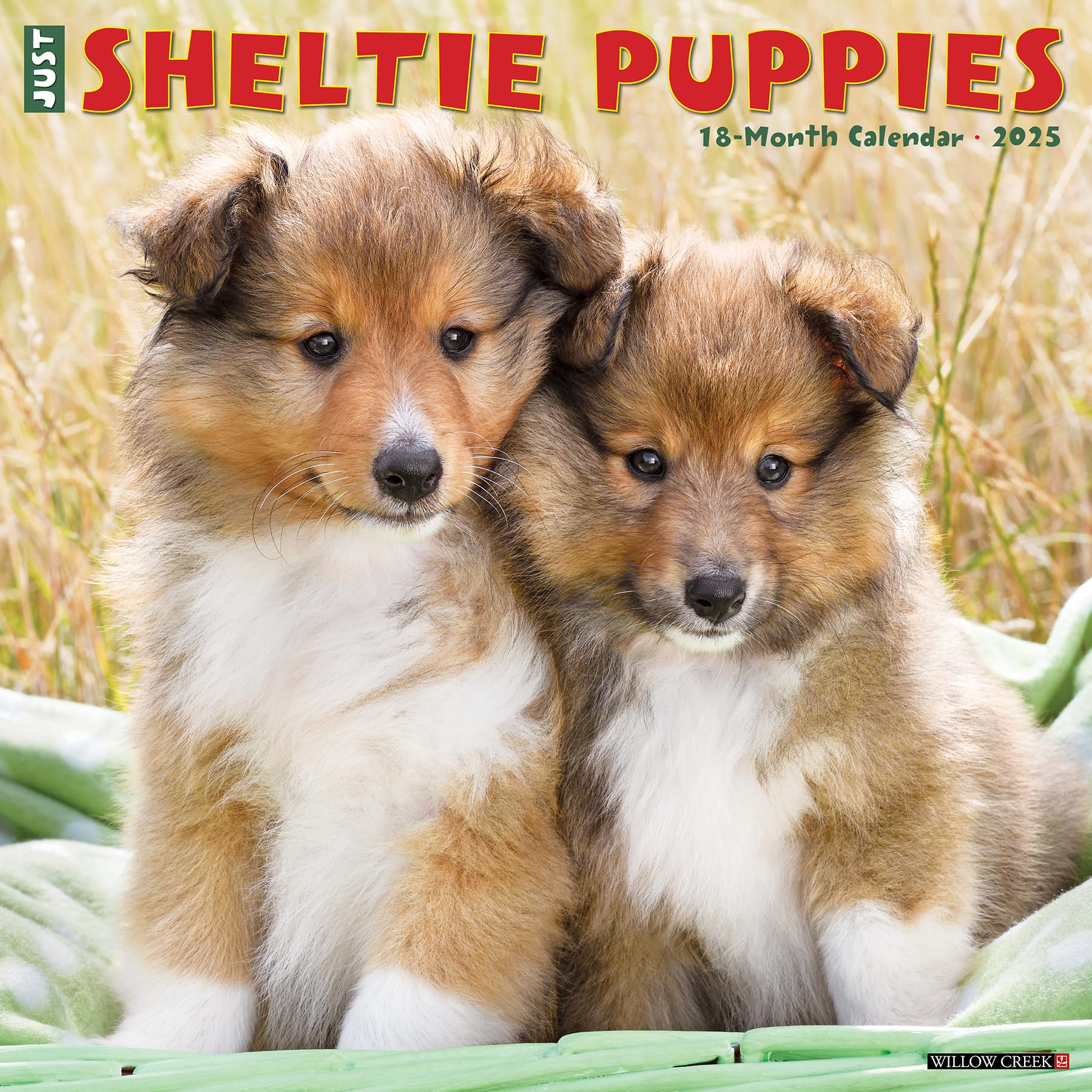 Amazon | Just Sheltie Puppies 2025 12 X 12 Wall Calendar | Willow Creek ...