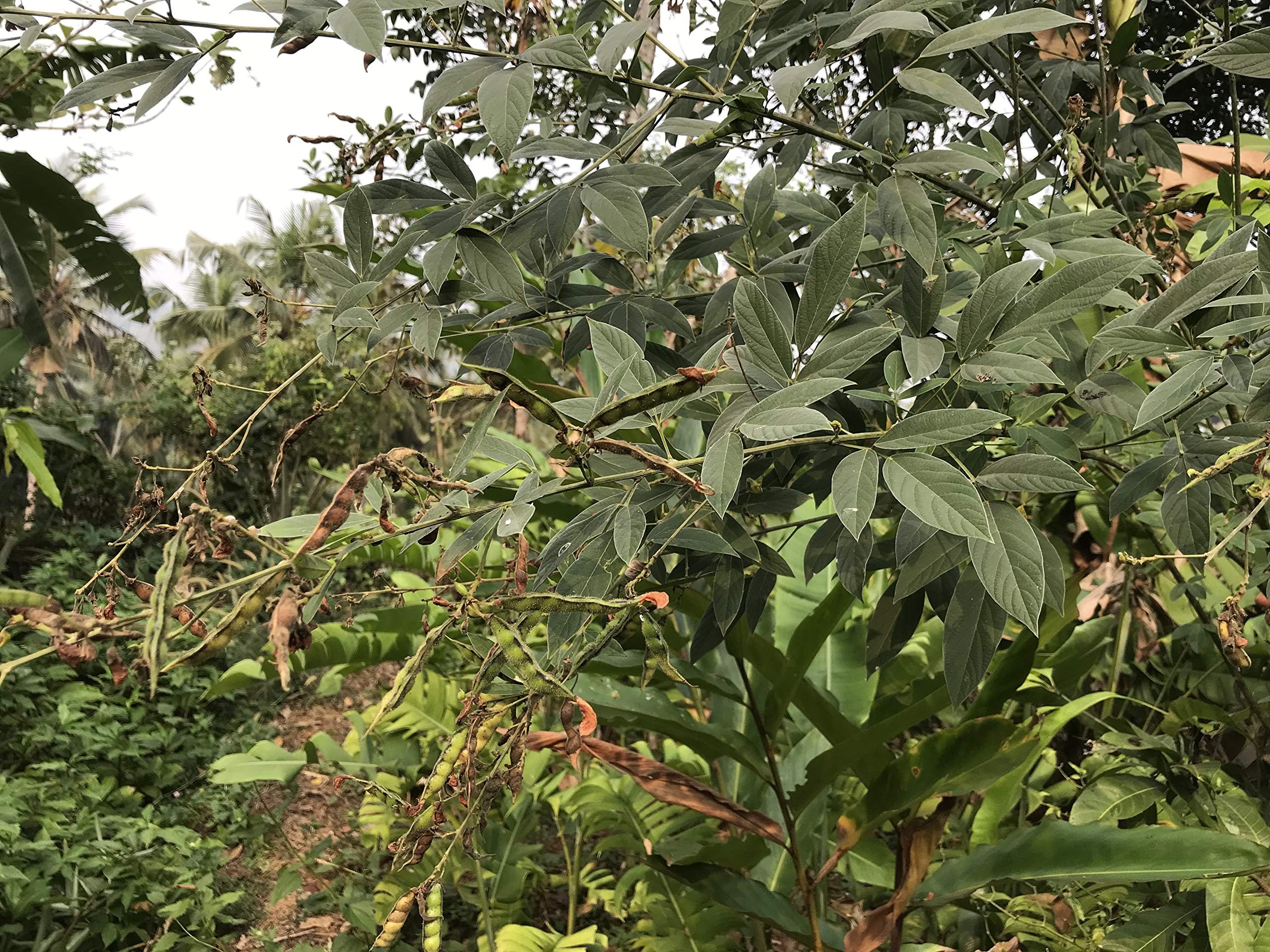 Hybrid Toor Dal Seeds / Hybrid Arhar Bean / Tur Pigeon Pea / Red Gram ...