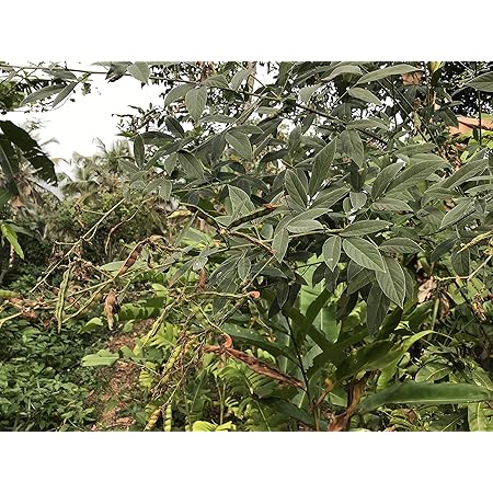 Hybrid Toor Dal Seeds / Hybrid Arhar Bean / Tur Pigeon Pea / Red Gram ...