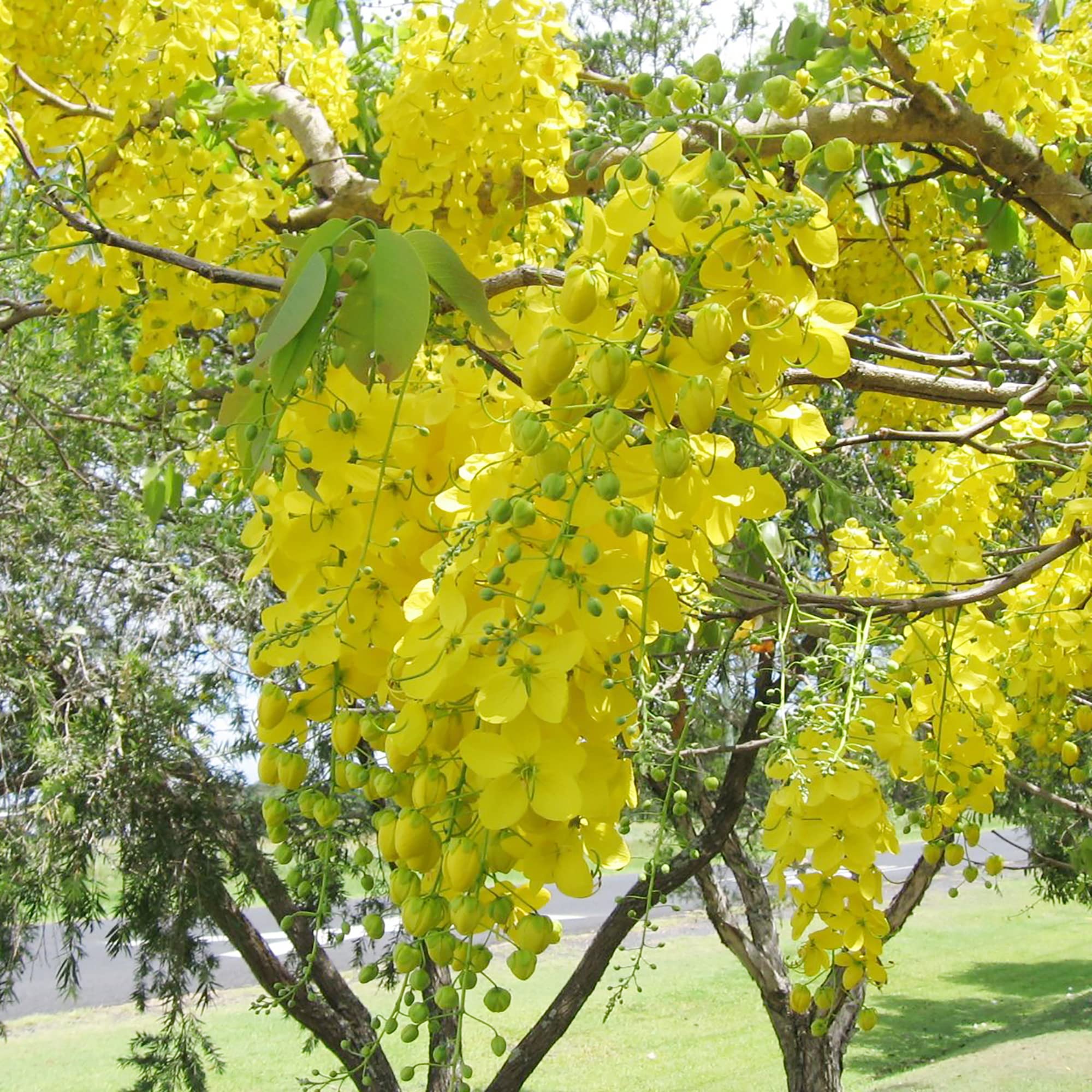 Cassia Tree Seeds
