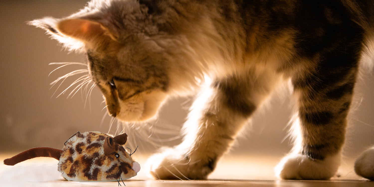 Watch Interactive Moving Mouse Cat Toys, Chasing Electric Kitten Toy ...