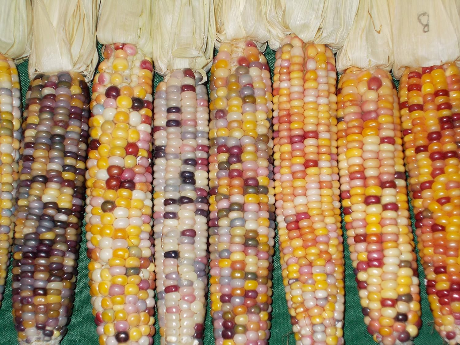 Amazon.com: Glass Gem Corn * (25 seeds) Most Beautiful Corn in the ...