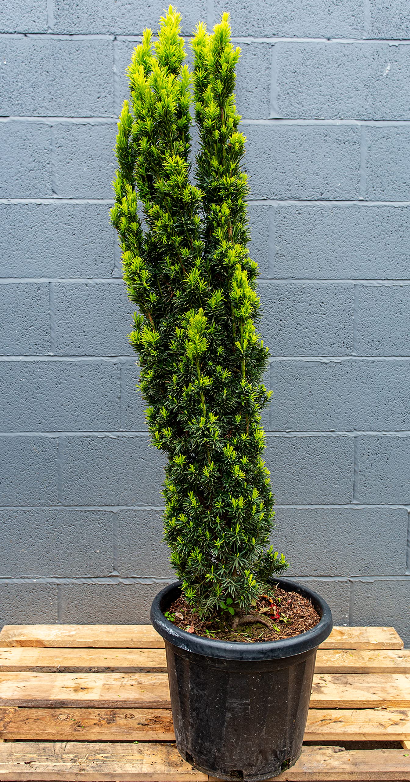 Taxus Fastigiata Aurea