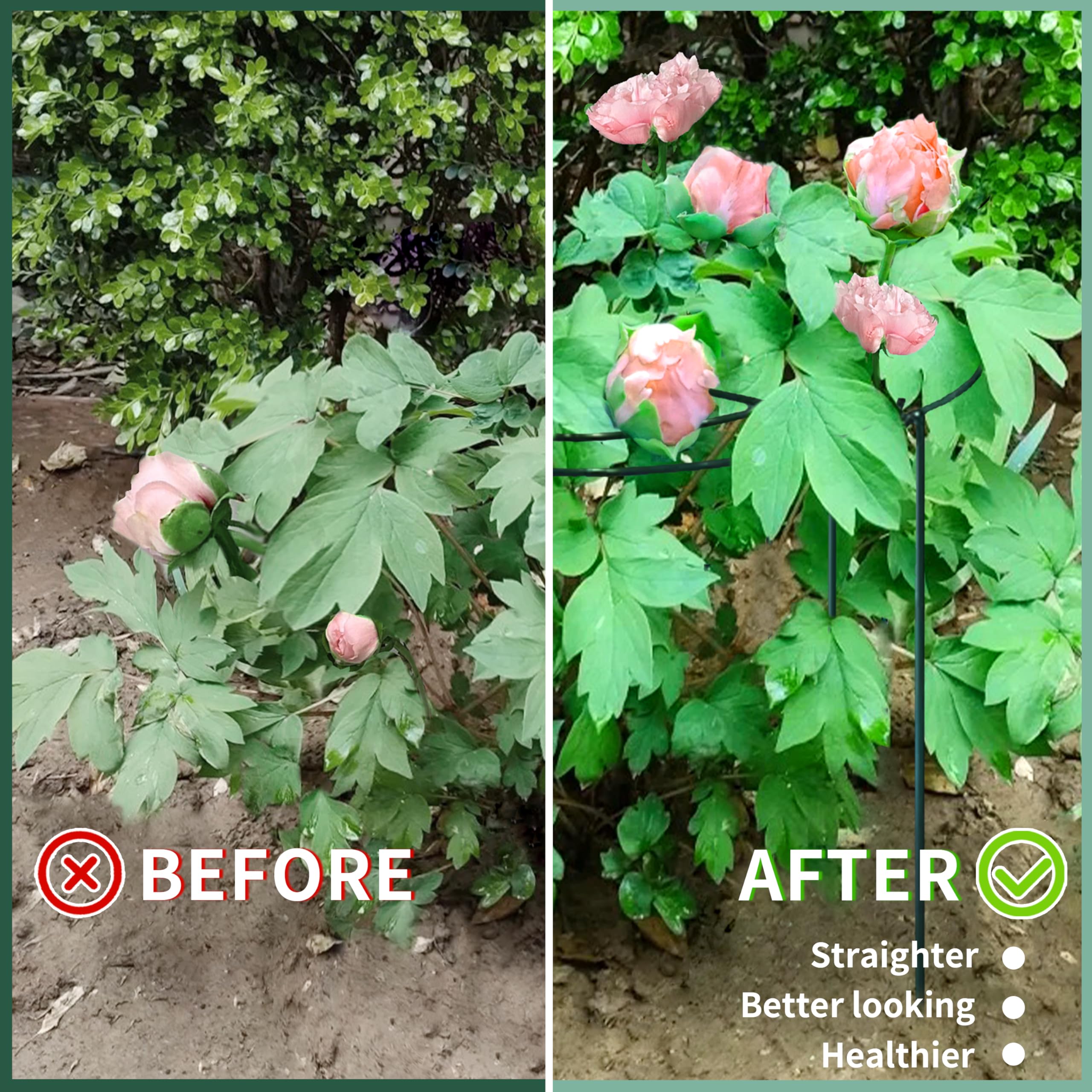 Snapklik.com : 8pack Peony Cages And Supports, 24” Four Legs Peony Cage ...