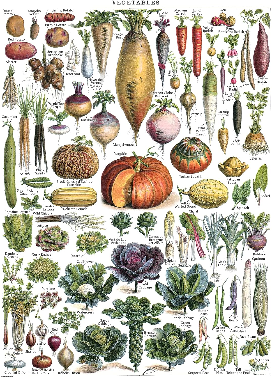 Amazon.com: Vintage Vegetable Poster Print - Botanical Identification ...