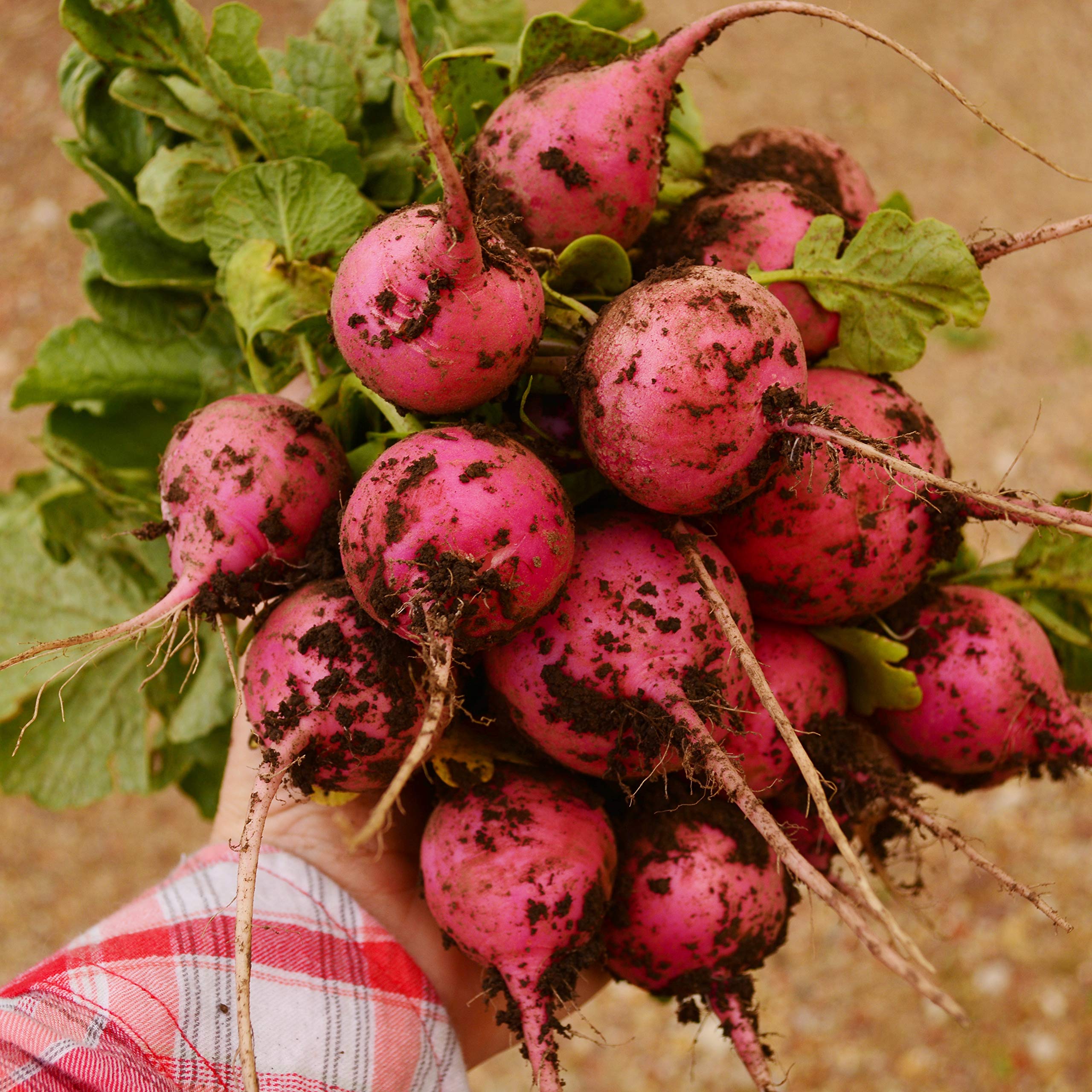 Pink Celebration Radish A Way With Radishes In Mexican Holiday Fest