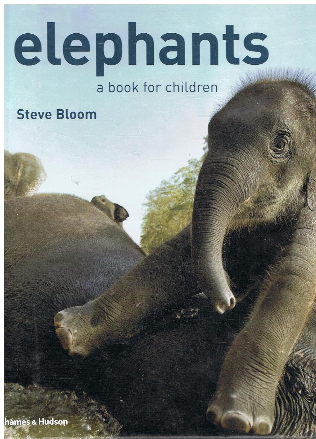 Elephants: A Book for Children: Bloom, Steve, Wilson, David Henry ...