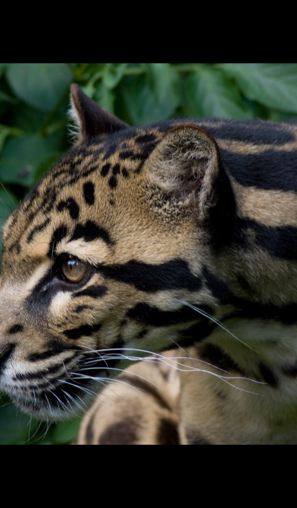 Leopard Wallpaper -- HD Wallpapers of Leopards! - Application sur ...