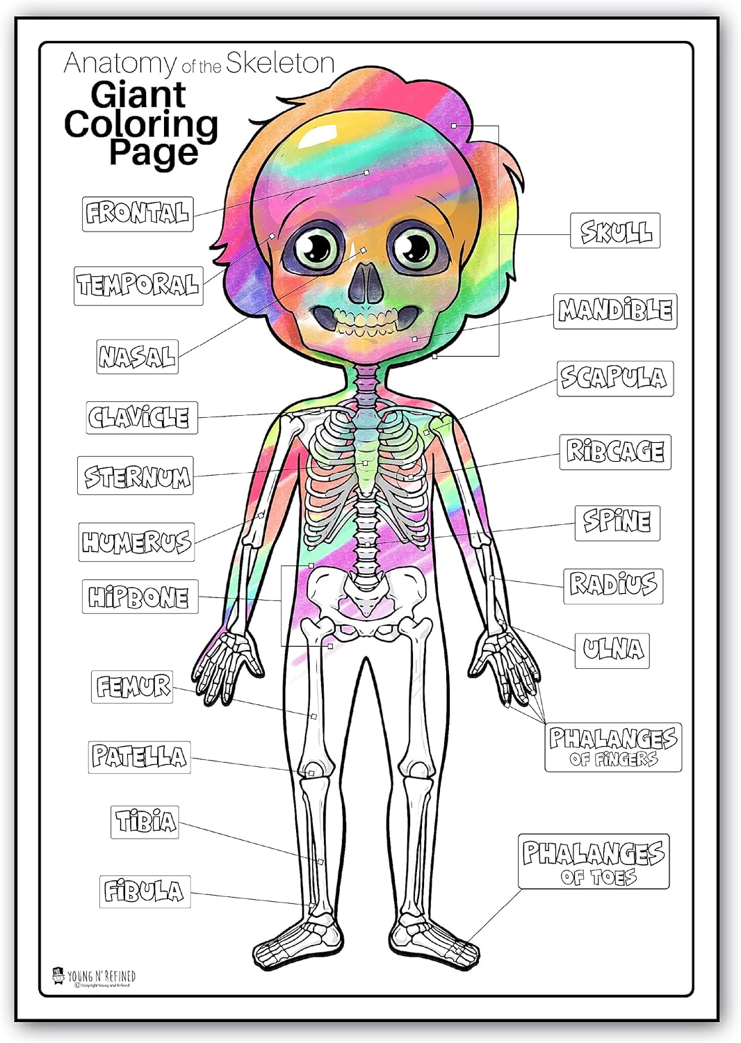 Amazon.com: Human Anatomy Skeleton Large Coloring Page for Kids Young N ...