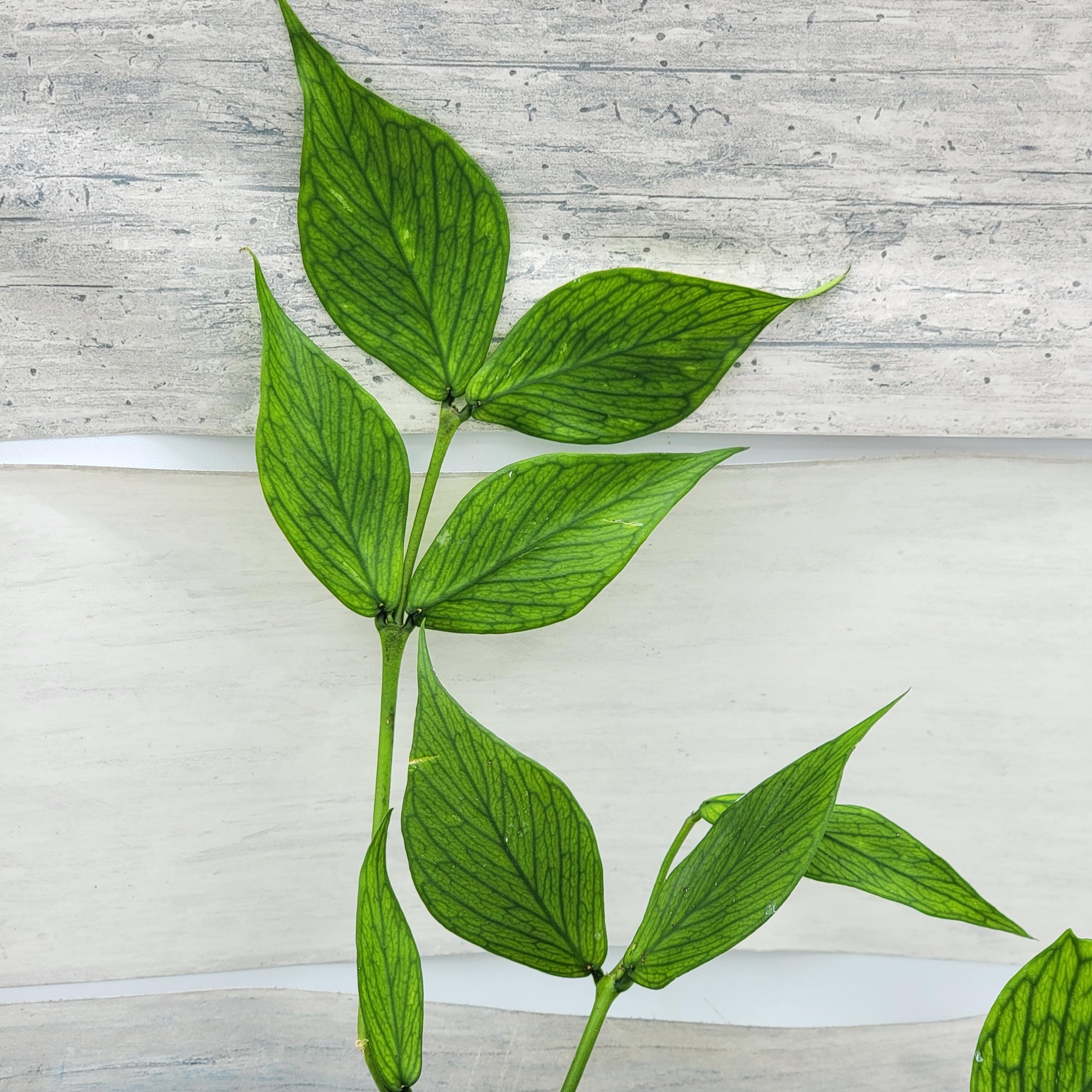 Amazon.com : Hoya Obovata Splash Live Rare Houseplants All Plants are ...