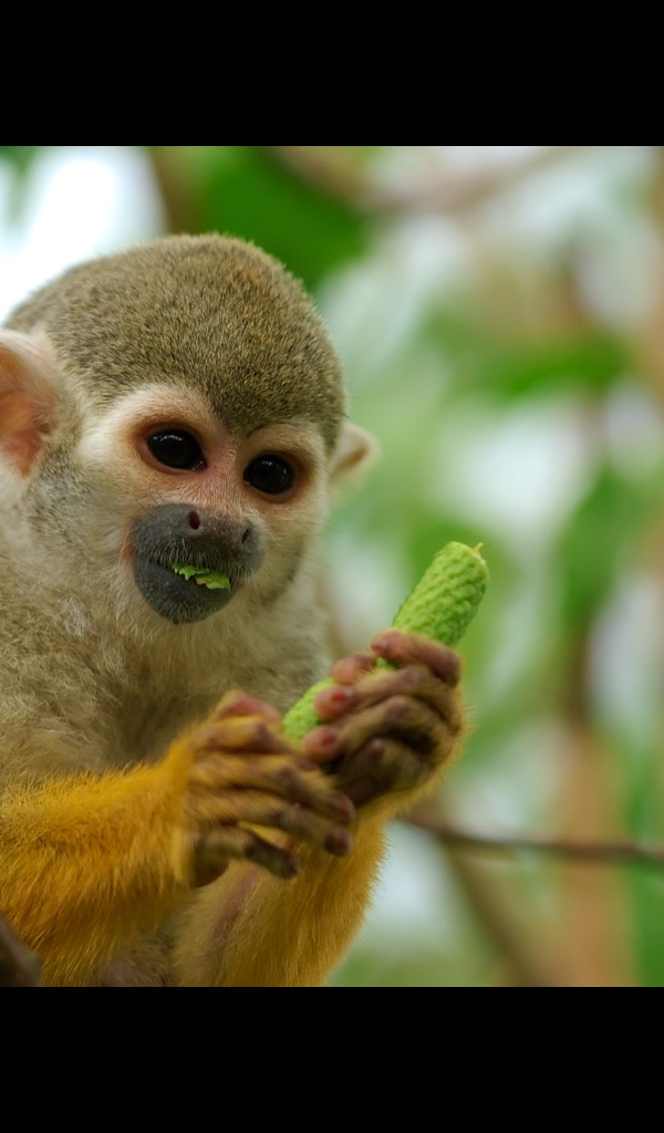 Monkey Wallpaper -- HD Wallpapers of Monkeys! - App on Amazon Appstore