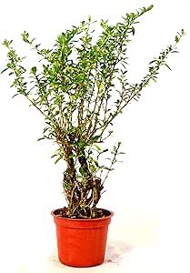 Amazon.com: 9GreenBox - Japanese Serissa Tree 4" Pot - Exposed Roots ...