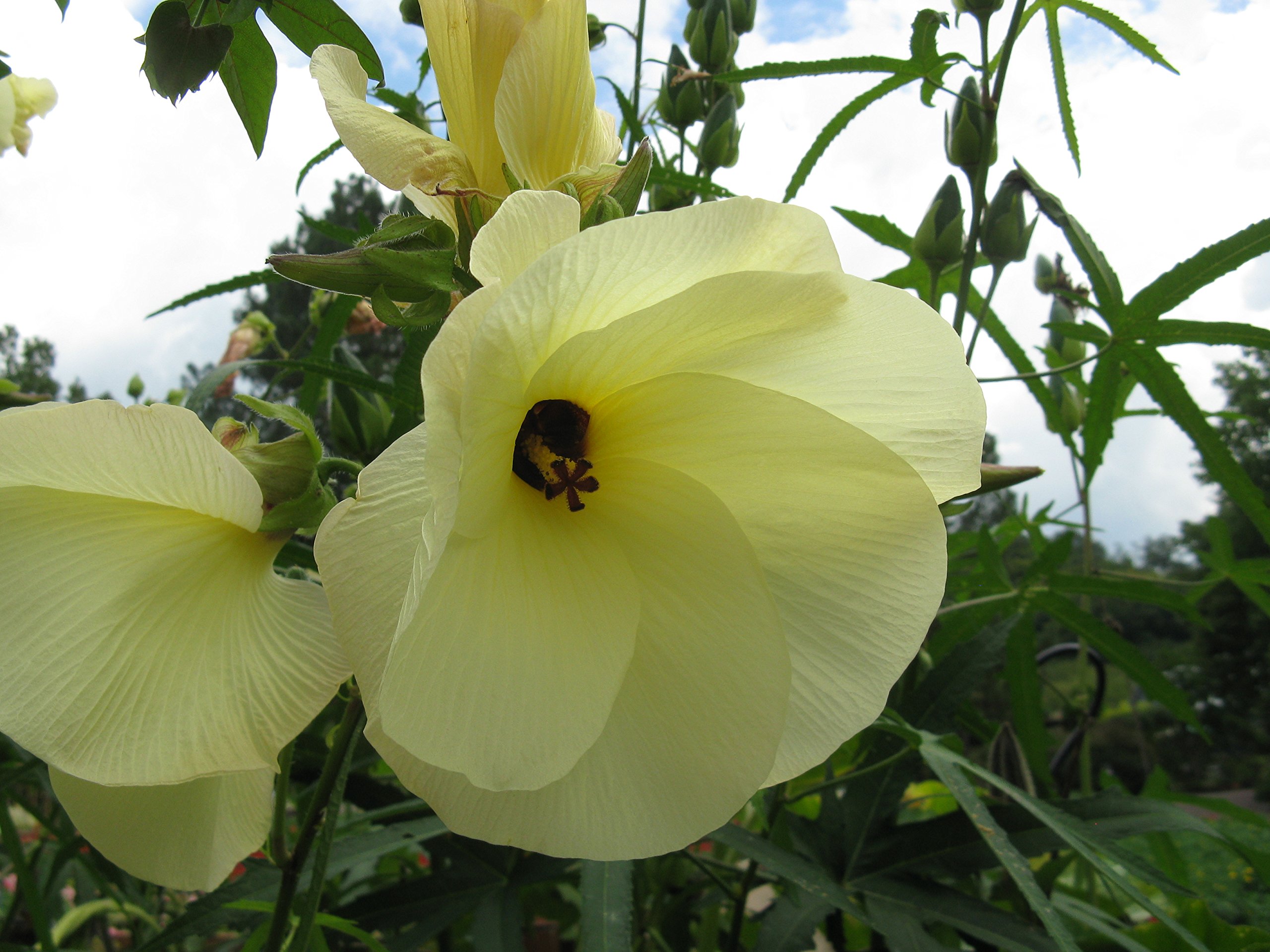 Cotton Plant Image Gallery