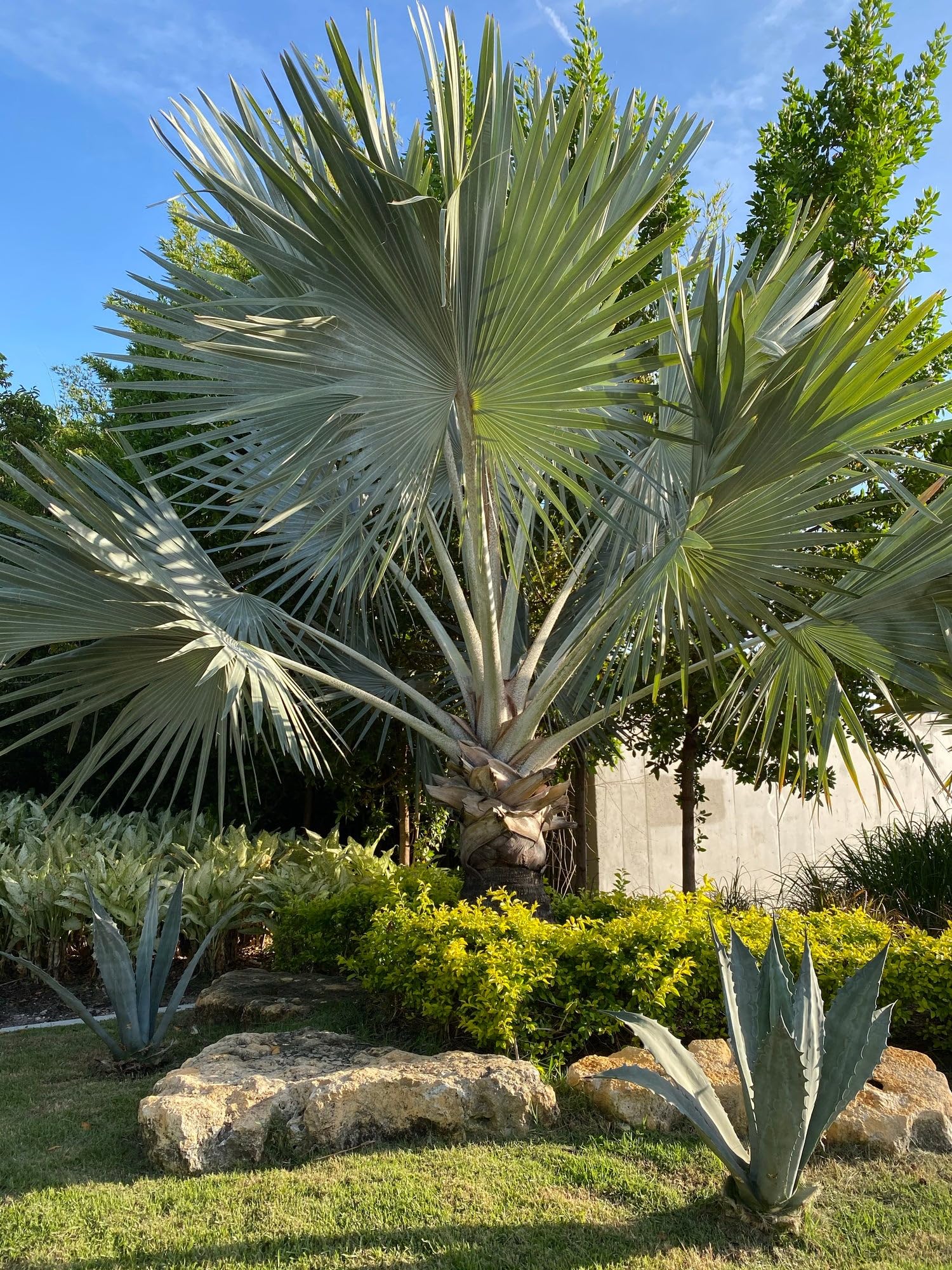 Amazon.com : Bismarckia Nobilis Silver Bismarck Palm - Striking Silvery ...