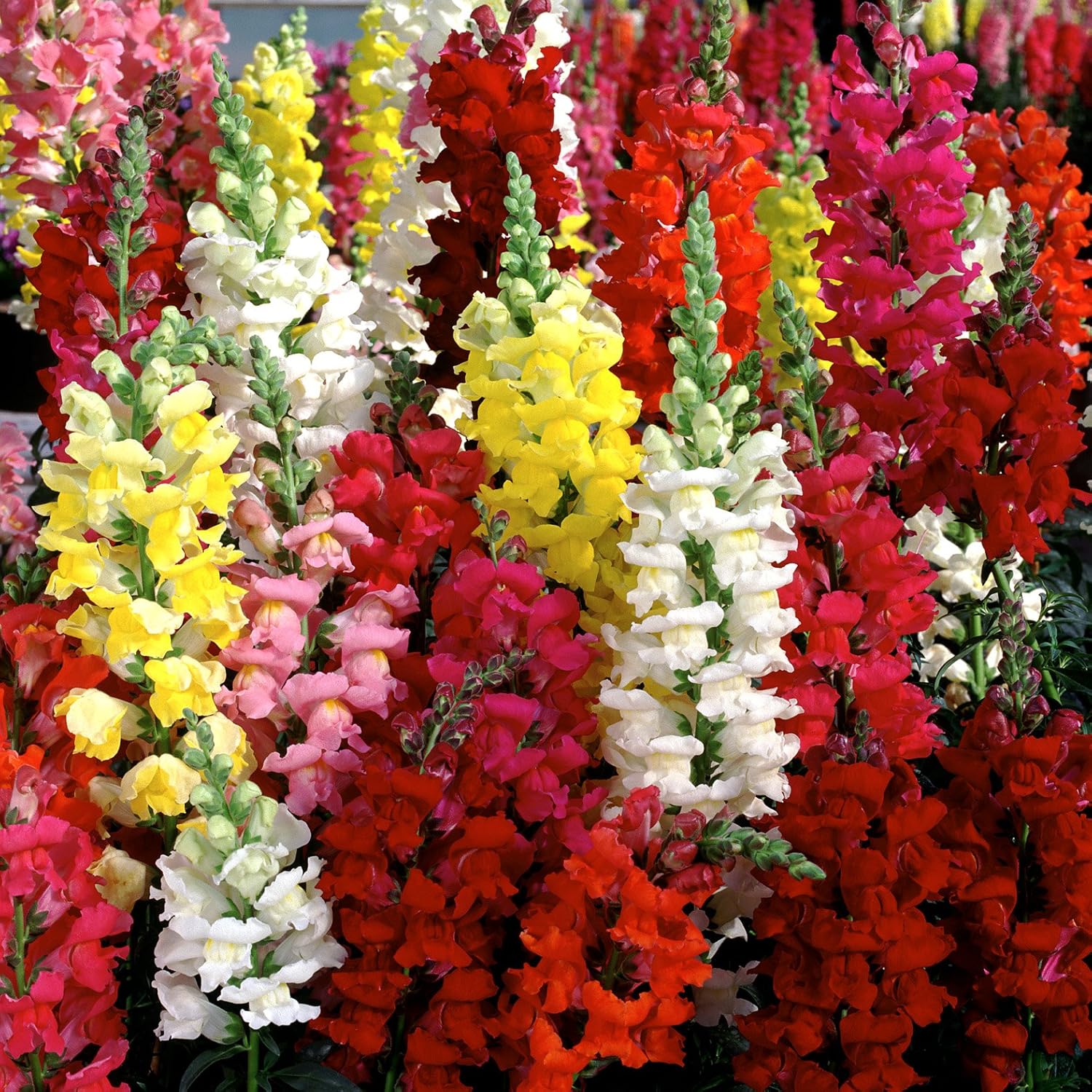 350 Antirrhinum Majus Maximum Tall Mix Seeds - Mixed Colour Snapdragon ...