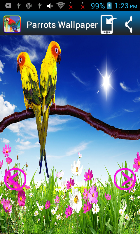 Wallpaper Of Parrots - App on Amazon Appstore