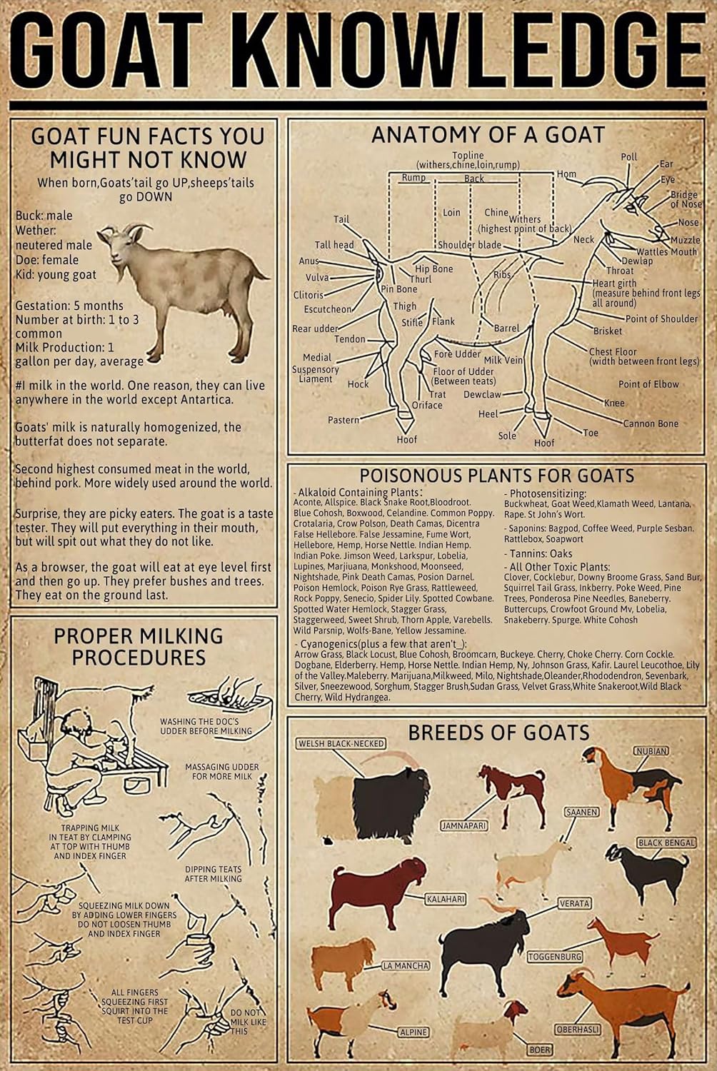 Amazon.com: GOThDOThYE Goat Knowledge Metal Tin Sign Anatomy Of A Goat ...