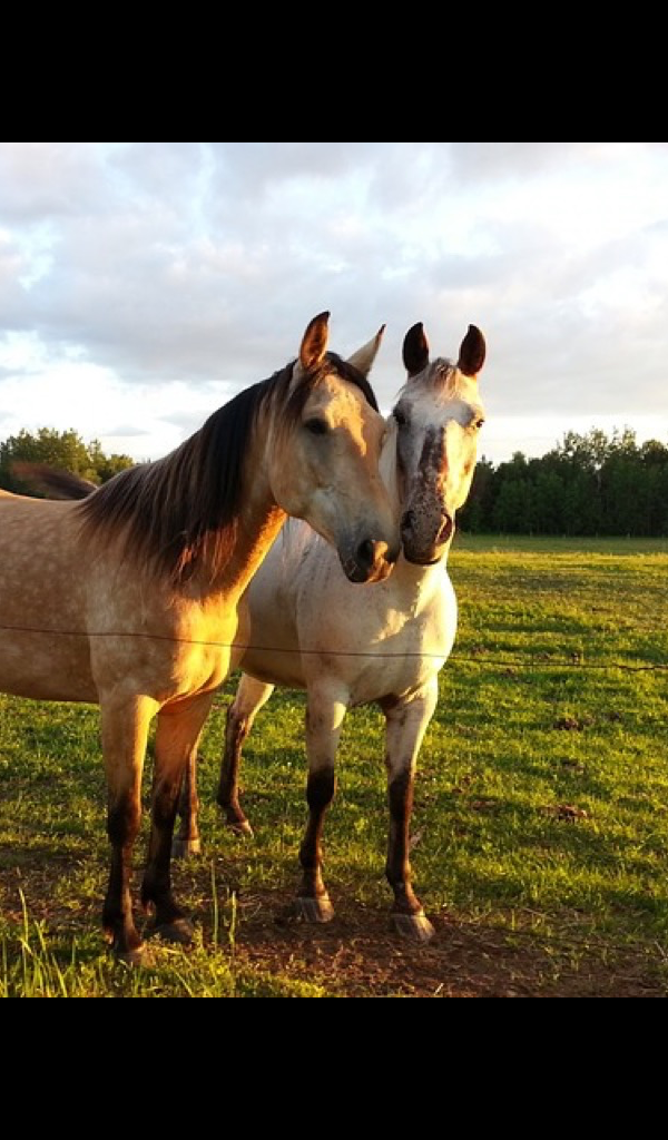 Horseback Riding Wallpaper -- HD Wallpapers of Horseback Riding! - App ...