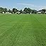Amazon.com : Princess 77 Hybrid Bermuda Grass Seeds 2 Lbs (Bulk ...