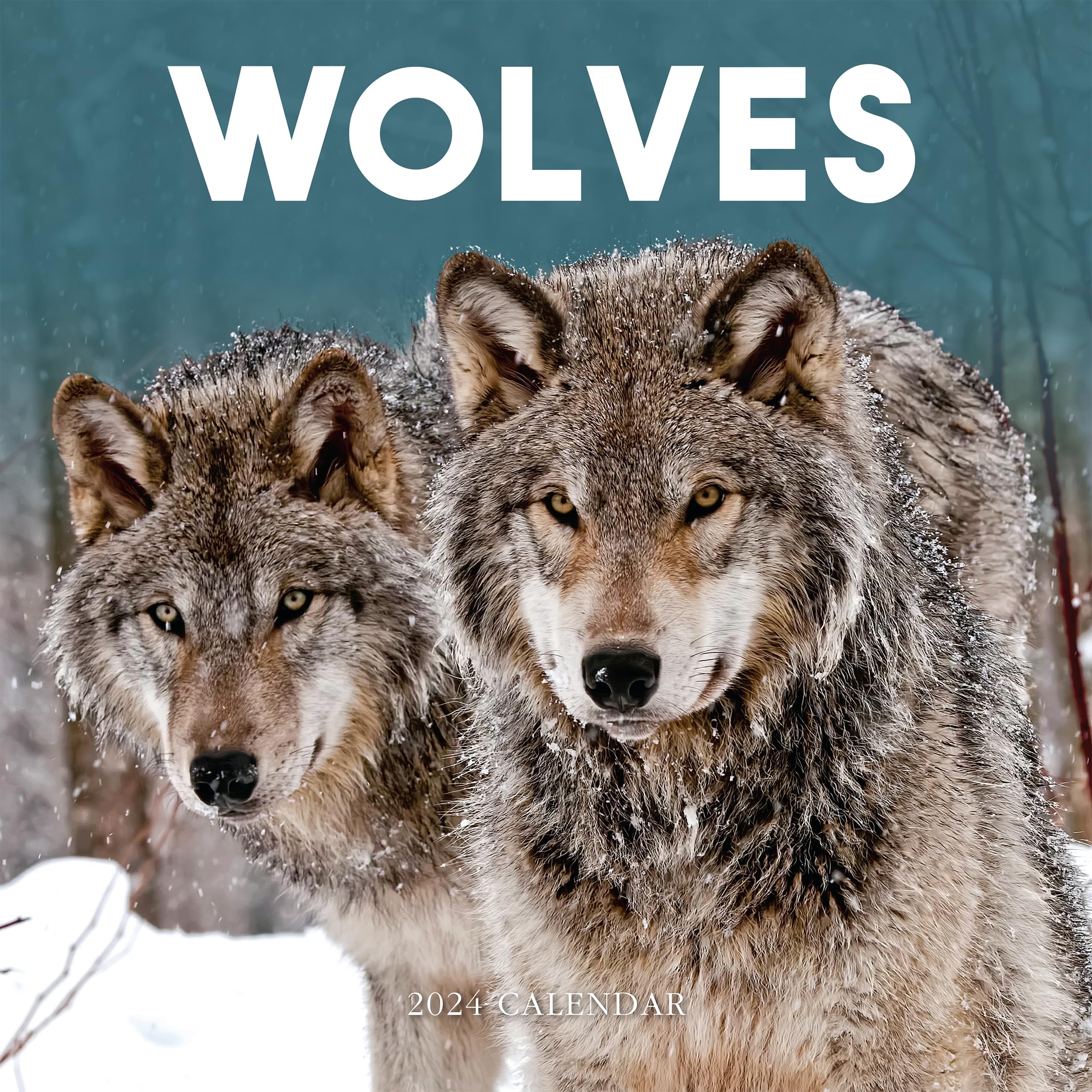 Wolves 2024 Large Wall Calendar, by Fresh Publishing, Size 302mm x ...