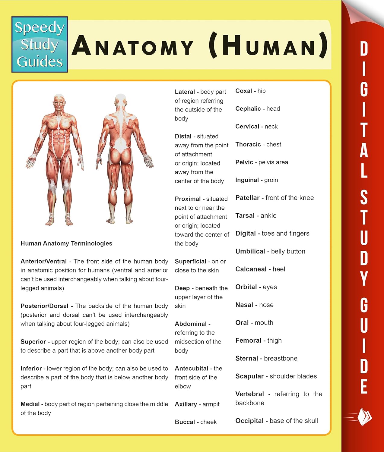 Amazon.com: Anatomy (Human) (Speedy Study Guides) eBook : Publishing ...