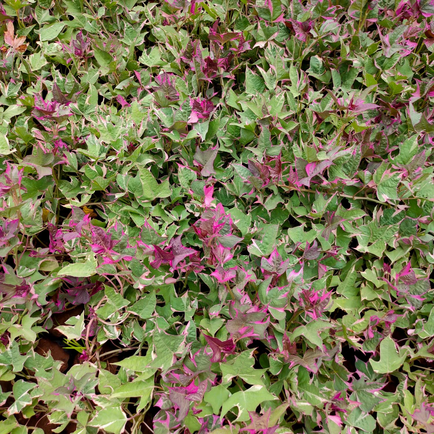 Buy SENECIO Pink Frost Tricolor Variegated Sweet Potato Vine Hedera ...