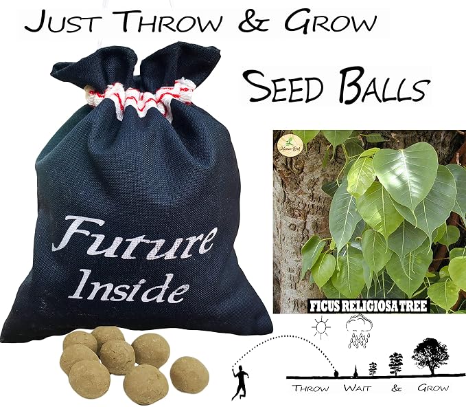 SEED BALLS- (FICUS RELIGIOSA TREE, PEEPAL TREE, ARASAMARAM TREE, BODHI ...