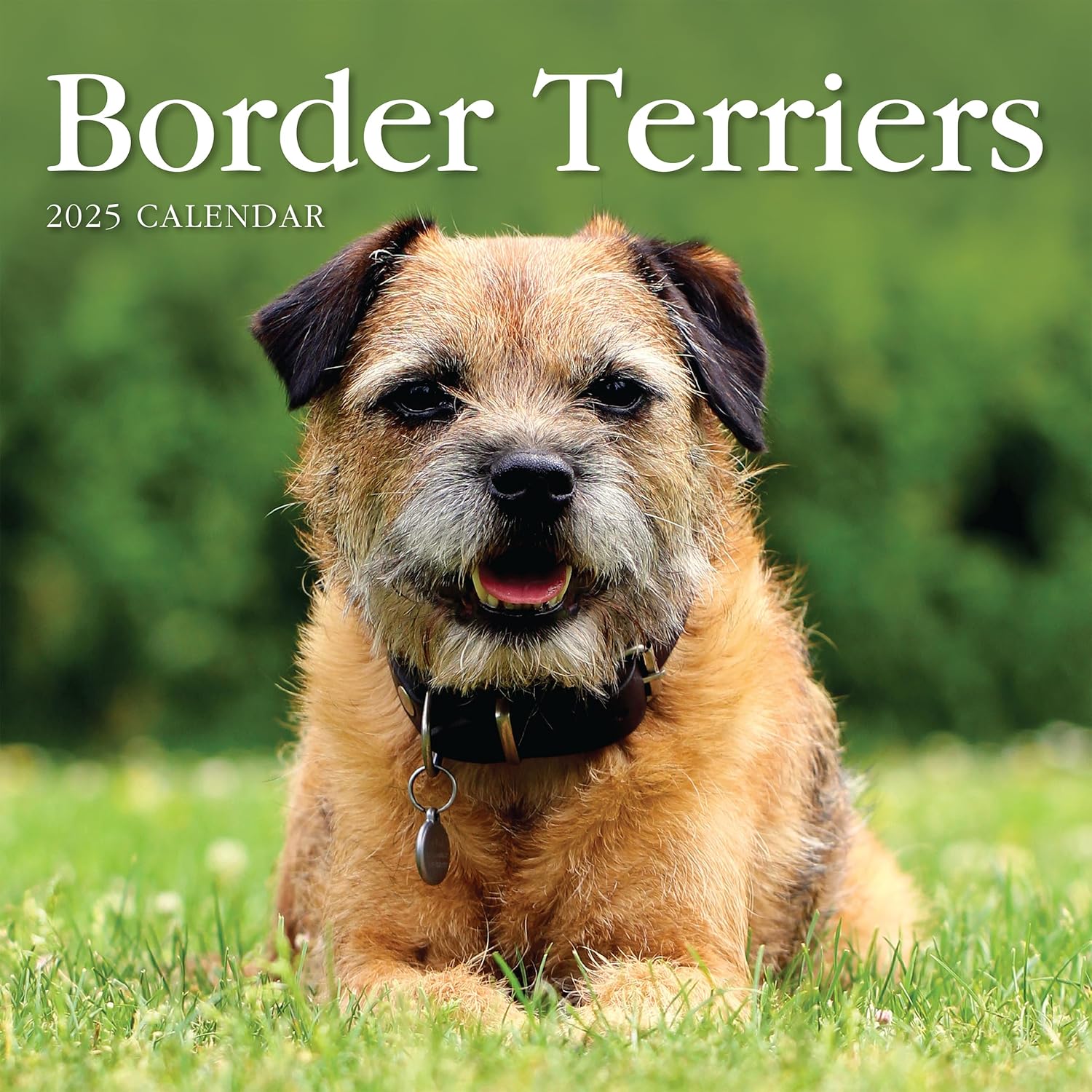 Border Terriers 2025 Large Wall Calendar, by Fresh Publishing, Size ...