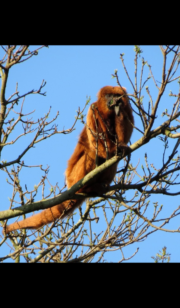 Howler Monkey Wallpaper -- HD Wallpapers of Howler Monkeys! - App on ...