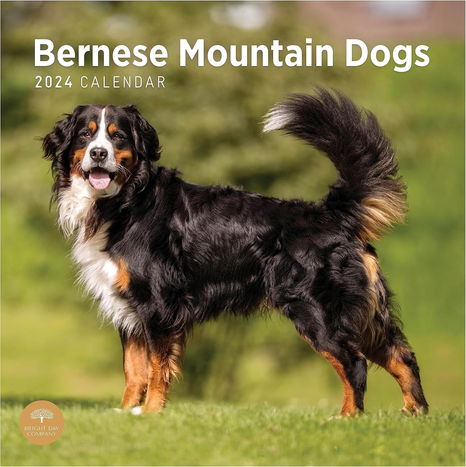 2024 Bernese Mountain Dogs Monthly Wall Calendar by Bright Day, 12 x 12 ...