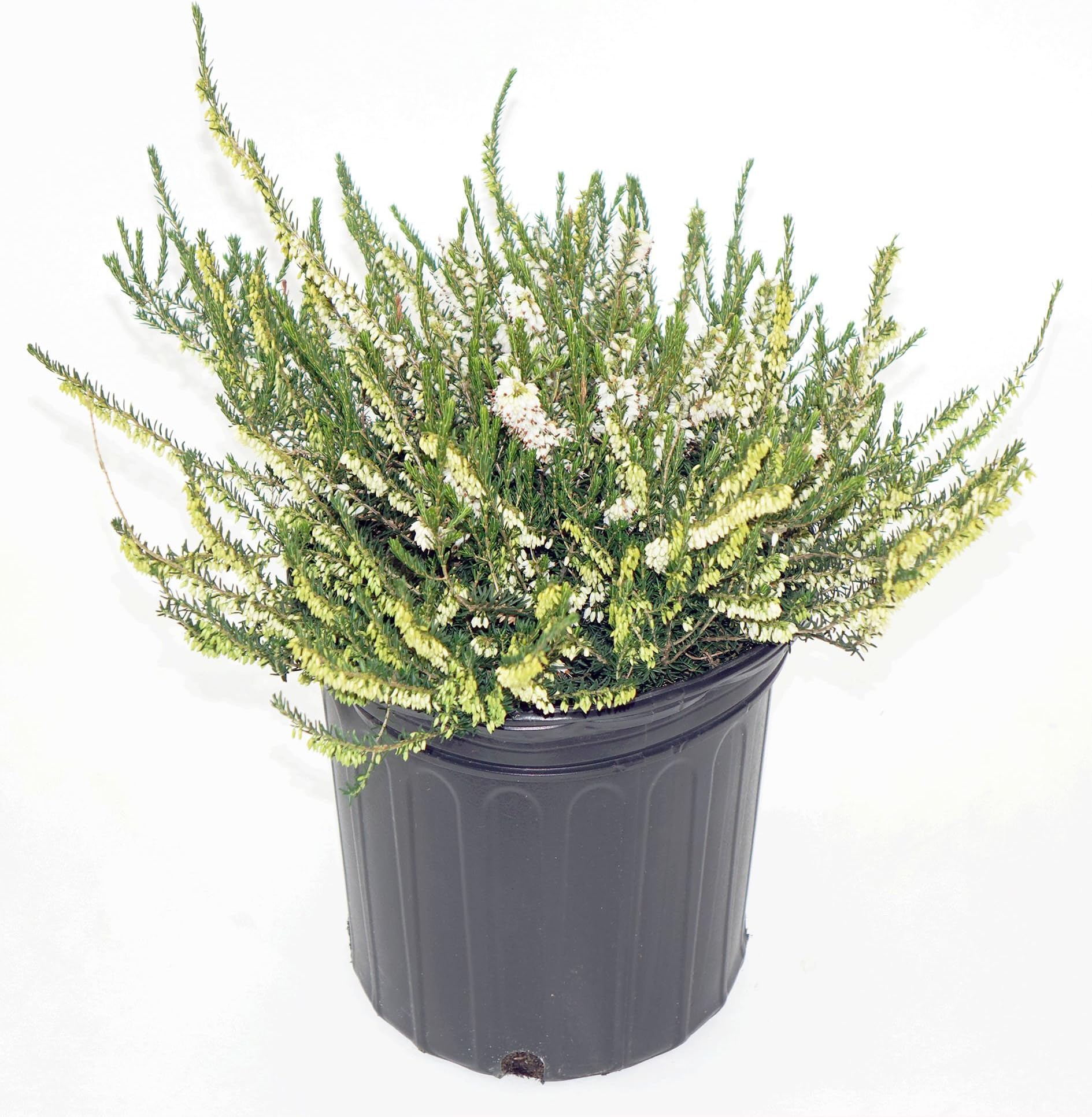 Amazon.com : Erica 'Kramer's Red' (Spring Heather) Shrub, red flowers ...