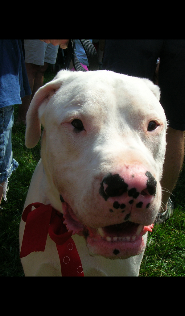 Drooling Dog Wallpaper -- HD Wallpapers of Drooling Dogs!:Amazon.de ...