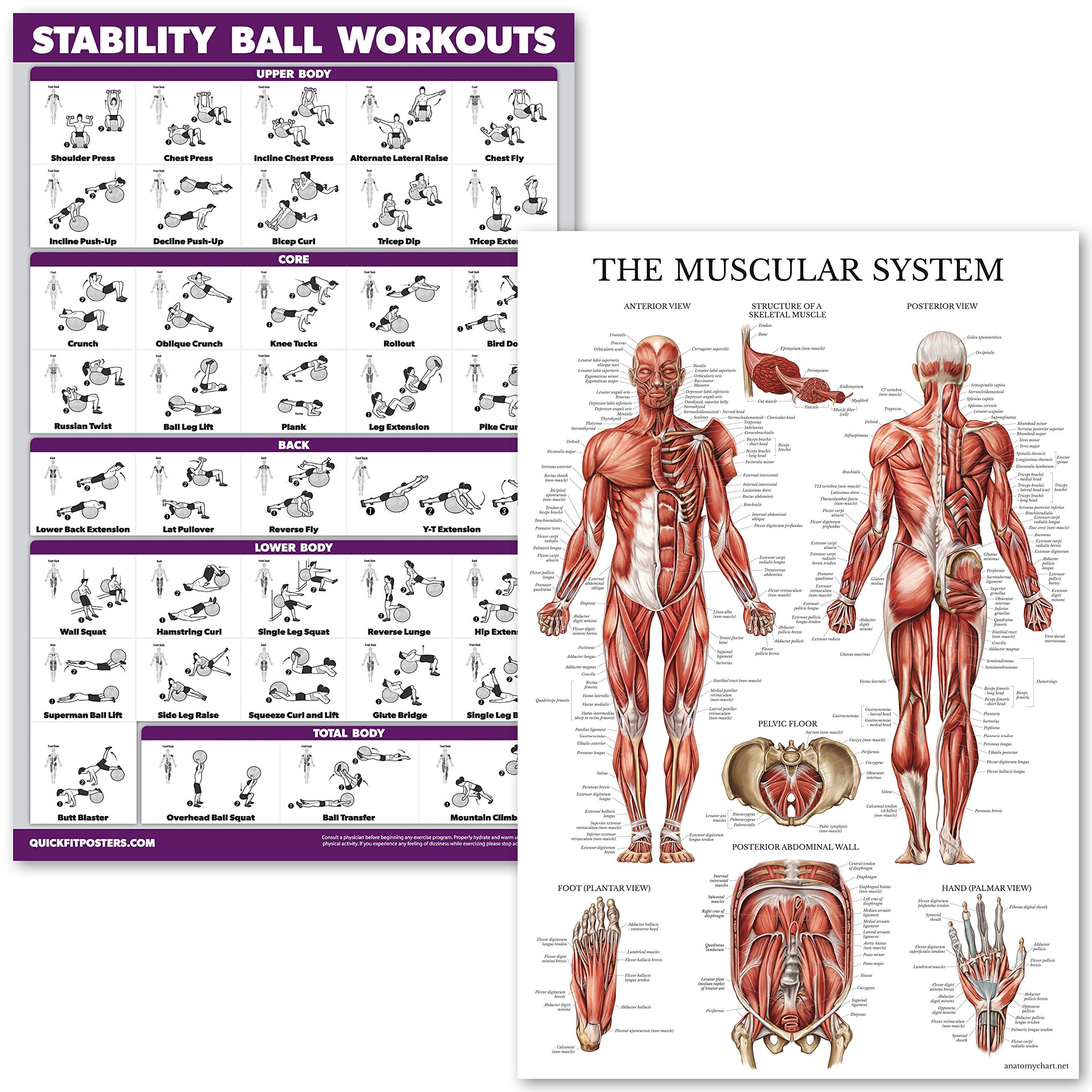 Buy QuickFit Exercise Ball Workouts and Muscular System Anatomy Set ...