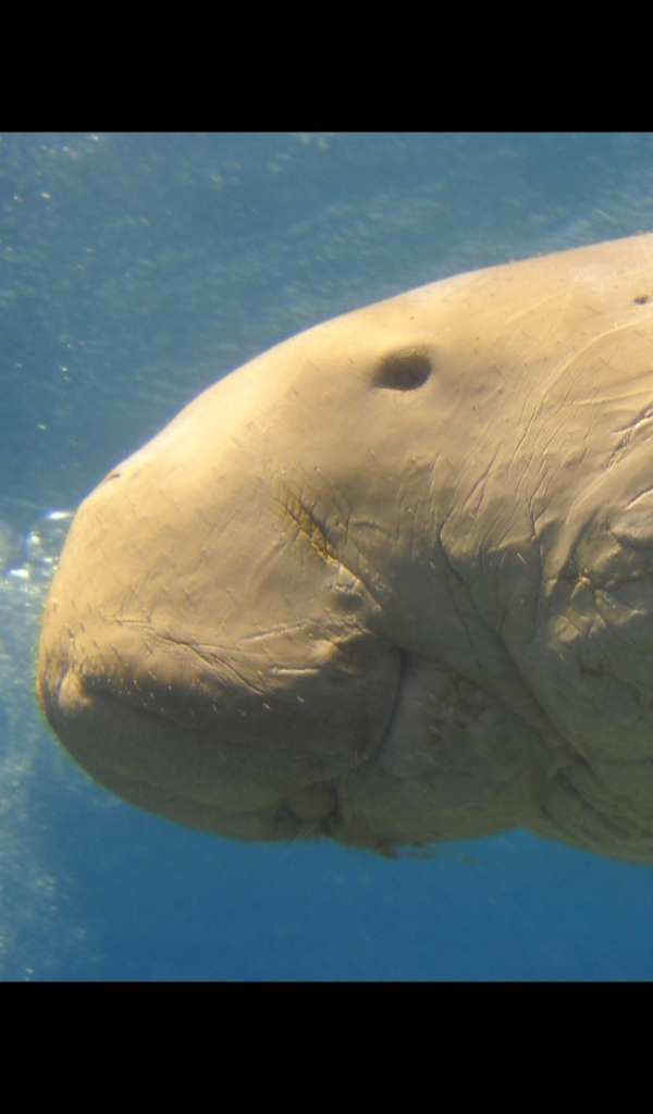 Dugong Wallpaper -- HD Wallpapers of Dugongs! - App on the Amazon Appstore