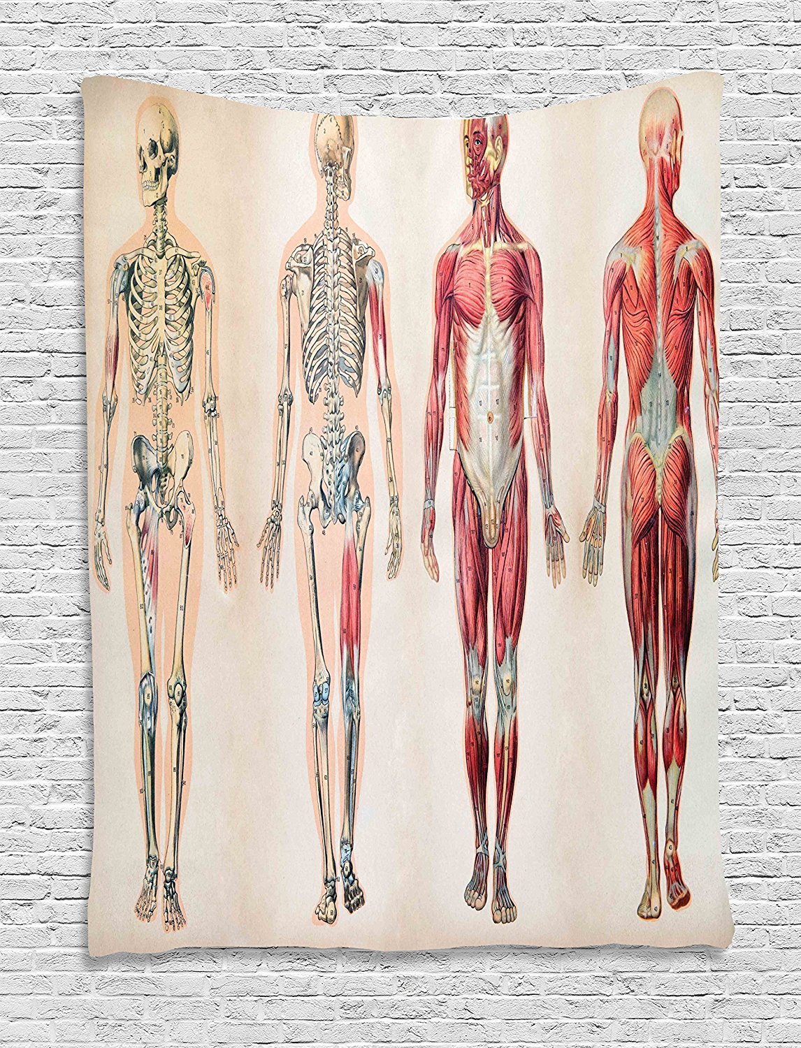 Human Anatomy Tapestry Vintage Chart Of Body Front Back Skeleton ...